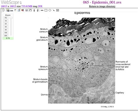 Epidermis Biology For Majors Ii