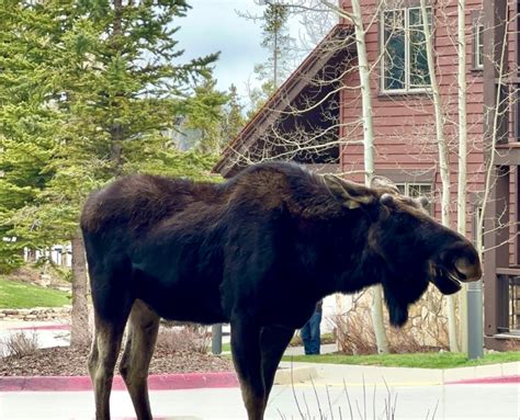 Staying Safe In Moose Country