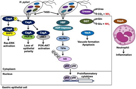 Helicobacter Pylori Virulence Factors And Host Cell Responses Caga Is