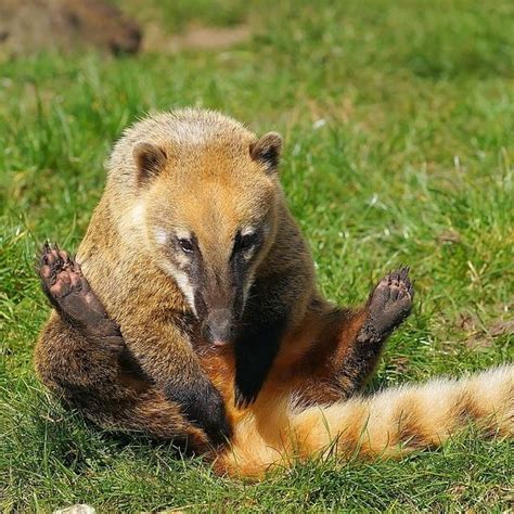 El Coatí Como Mascota