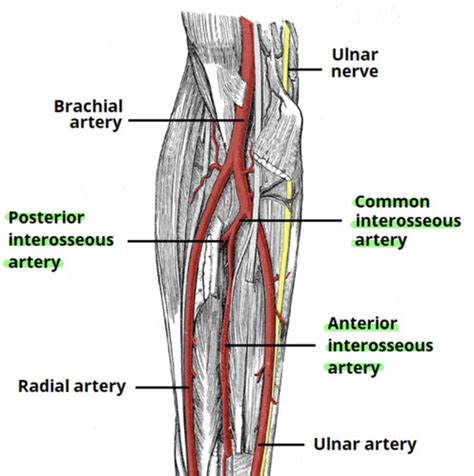 Vascular Of Hand Flashcards Quizlet