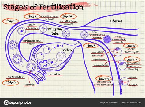 Fertilization Diagram