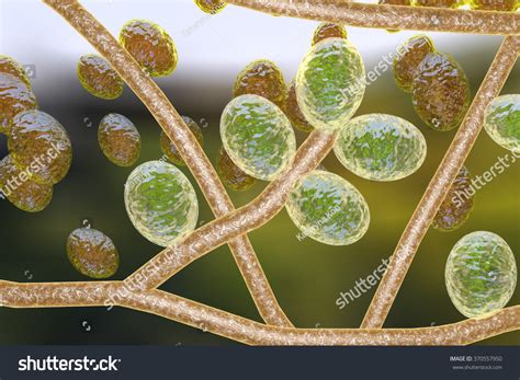 Microscopic Illustration Fungi Trichophyton Rubrum Which Stock
