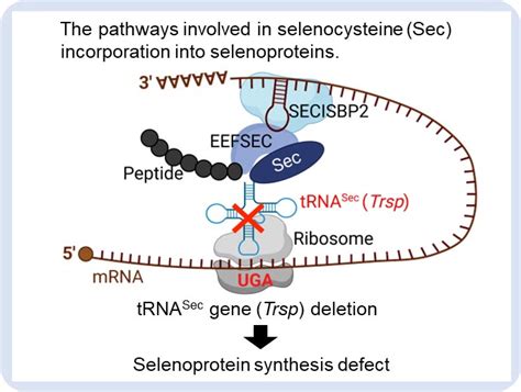 The Secret To Healthy Aging Scientists Uncover The Power Of Selenoproteins