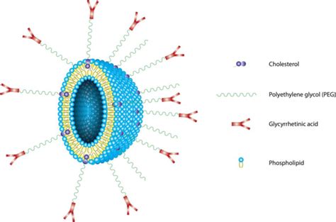 甘草次酸修饰脂质体的合成传递 Murrayafoline A 治疗肝细胞癌journal Of Materials Science
