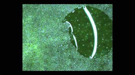 Cell Membrane Disruptor Herbicides Ask Barry Youtube