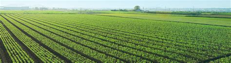 その他 野菜 製品情報 住化農業資材株式会社 種苗部 製品情報サイト