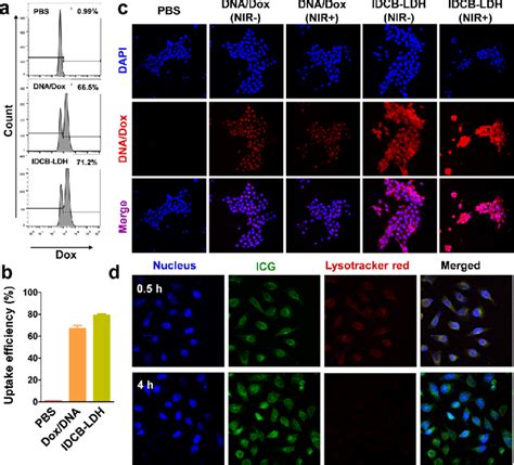 Cellular Uptake And Cellular Distribution A Flow Cytometry Data For