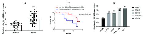 Expression Levels Of Circ0014359 In Oscc Tissues And Cell Lines And