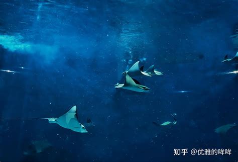上海海洋水族馆遛娃攻略 知乎