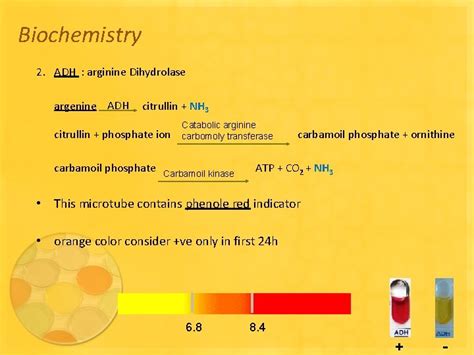 Api 20 E Principle The Api 20 E