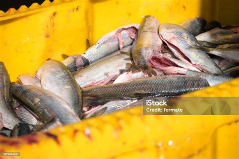 Ikan Haring Yang Baru Dimusnahkan Dalam Kotak Kuning Di Atas Kapal
