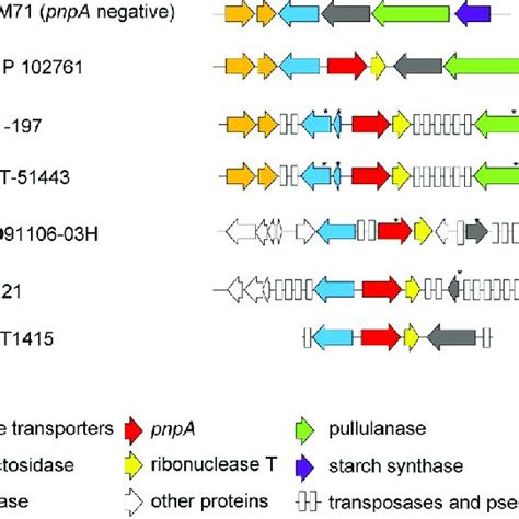 Three Dimensional Structure Of Phdp Pnpa A Cartoon Representation Of Download Scientific