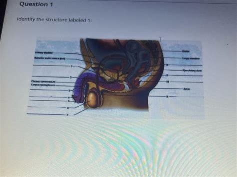 Solved Ideritify The Structure Labeled Identify The Chegg Com