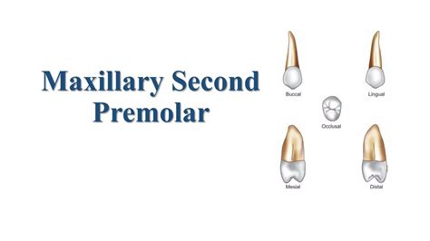 Maxillary Second Premolar Pptx