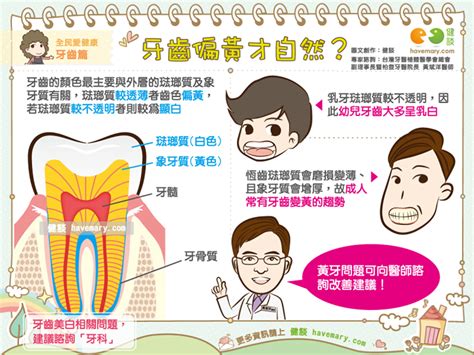 牙齒顏色為什麼黃黃的？「琺瑯質」的厚薄是關鍵 健康遠見