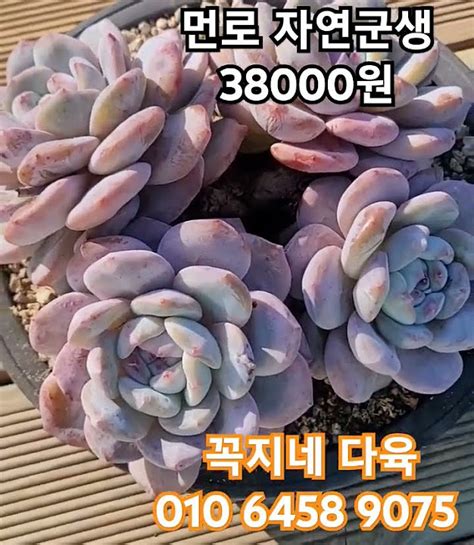 먼로 먼로대품 국민이 명품다육 다육이대품 다육이 자연군생 Youtube