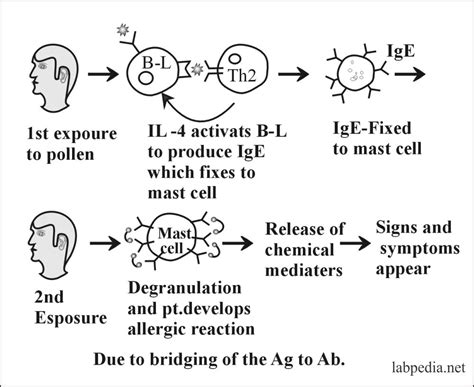 Chapter 11 Hypersensitivity Reactions Type 1 Hypersensitivity