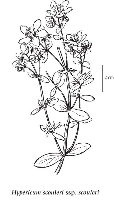 E Flora Bc Electronic Atlas Of The Flora Of Bc