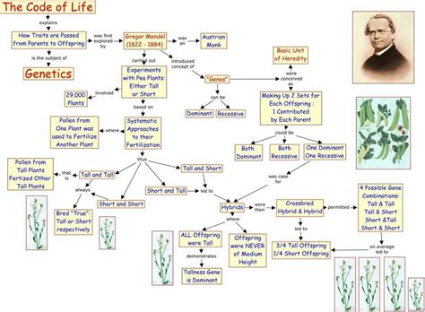 The Key To Understanding Genetic Continuity Topic 3 Answered