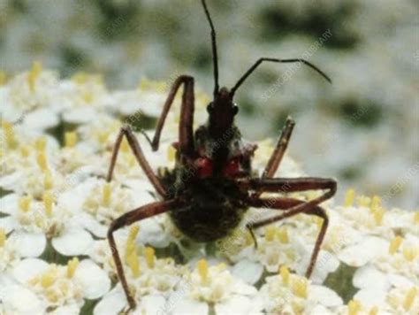 Assassin Bug On Flower Stock Video Clip K0042278 Science Photo