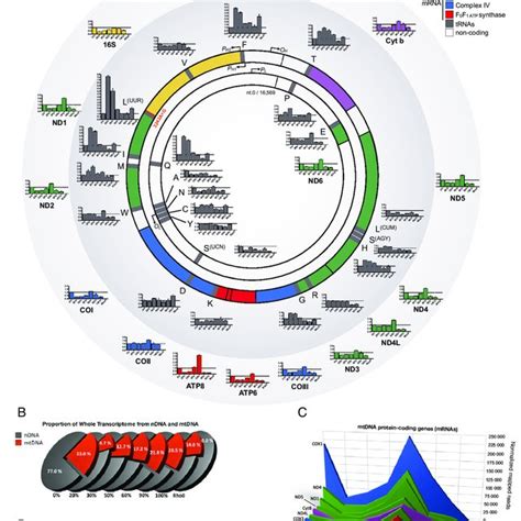 Regulation Of The Mitochondrial Transcriptome In Heteroplasmic Cell