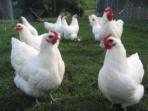 Chicken Wallpaper Aesthetic Chicken Farm Aesthetic Chicken Aesthetic