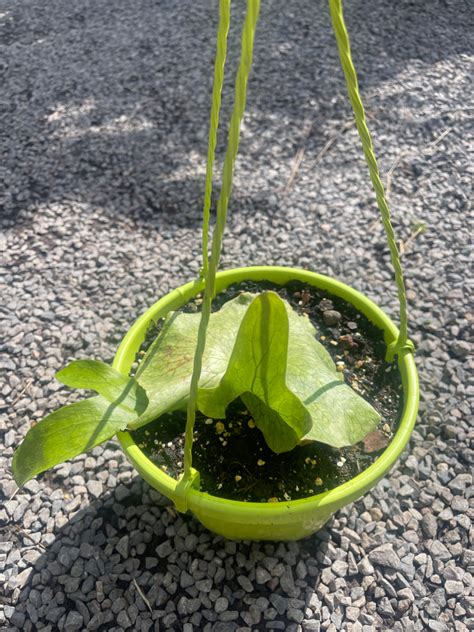 Platycerium Superbum Desert To Jungle