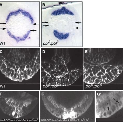 Pbl Mutant Embryos Have Reduced Numbers Of Eve Positive Mesodermal