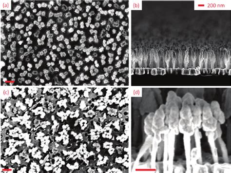 A Top View Sem Image Of The Au Covered Si Nanopillar Substrate B