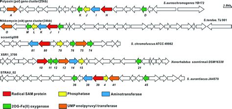 Target Directed Genome Mining Of The Potential Nucleoside Antibiotics Download Scientific