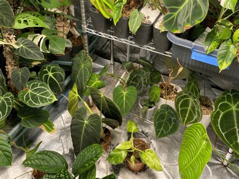 Anthurium Varieties Plant Identification Chart Digital 59 Off