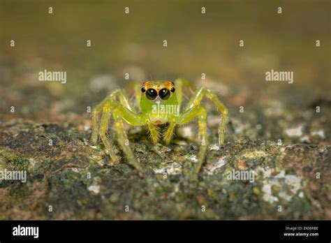 Jumping Spider Green Epeus Glorius Green Spider Macro Shot Stock