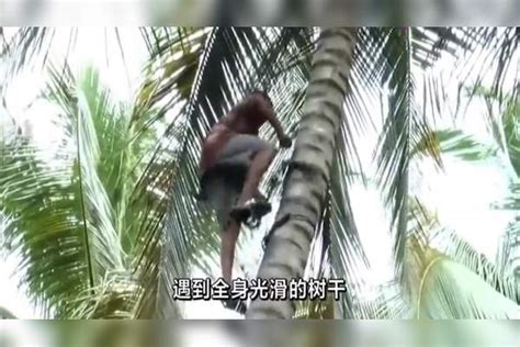 大叔发明的自行车爬树神器 坐着就能上树 爬10米的树干只需15秒 上树 神器 自行车