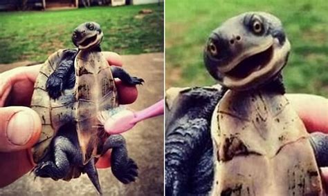 칫솔로 온몸 구석구석 씻겨주자 간지러움 참지 못하고 깔깔 웃는 거북이 리얼 표정