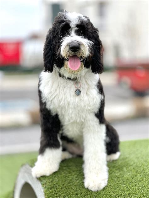 Dee O Gee Updated January 2026 59 Photos And 46 Reviews 6001 Hughes Crossing Franklin