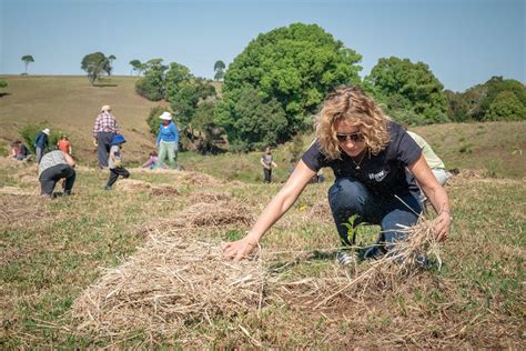 Why We Should Plant More Trees Sustainability Serasox