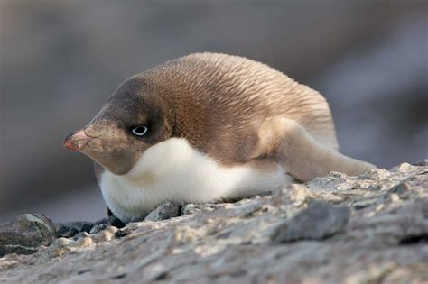Celebrate World Penguin Day With These 30 Super Cool Penguin Facts A