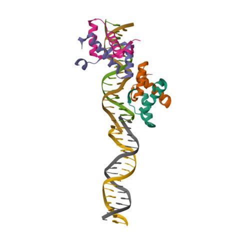 Rcsb Pdb 2bnw Structural Basis For Cooperative Binding Of Ribbon