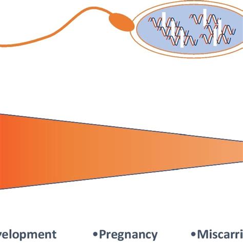 Consequences Of Fertilization By A Sperm Carrying Double Strand Breaks