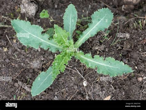 Prickly Sow Thistle Spiny Sowthistle Rough Milk Thistle Sonchus Asper Rosette Of Young Spiny