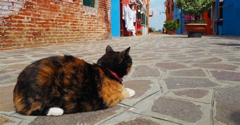 How To Setup The Perfect Linux Workstation With Xubuntu 20 04 Lts Focal Fossa