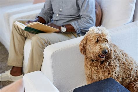 Senior Man Relaxing In Living Room Reading A Book With His Dog Del