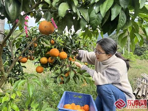 建阳黄坑：“红美人”成熟挂枝头 农民增收有盼头 中国福建三农网