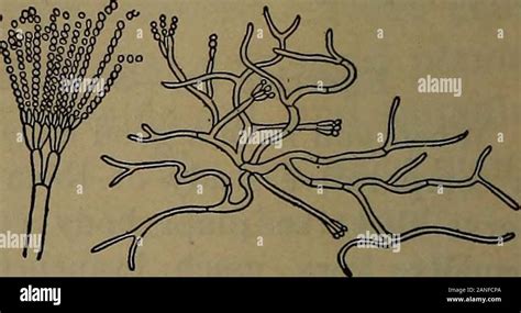 Aspergillus Mycelium