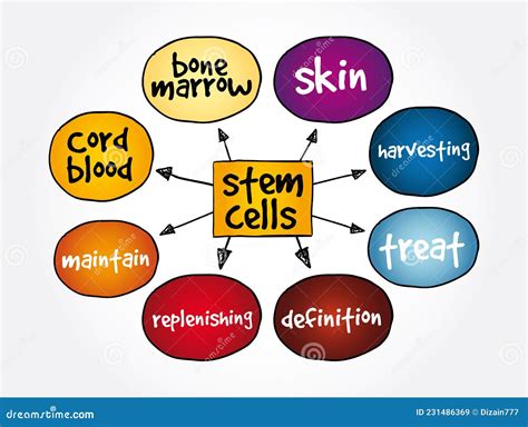 Stem Cells Mind Map Medical Concept For Presentations And Reports Stock Illustration