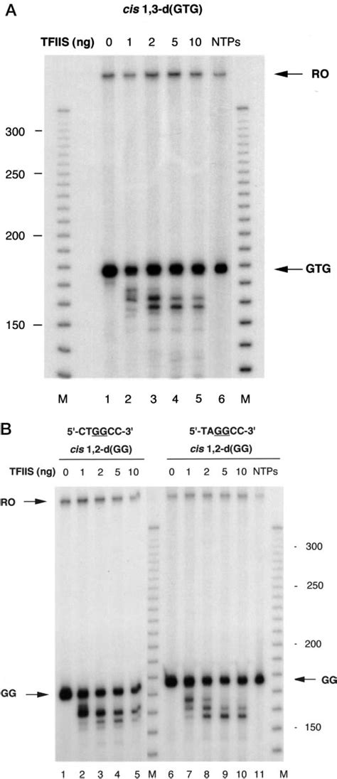 Effect Of Elongation Factor Tfiis Mediated Transcript Cleavage Of Download Scientific Diagram