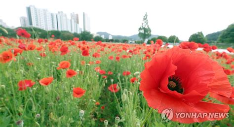 아편성분 있어 재배 금지된 양귀비 90 정확도로 판별기술 개발 나무뉴스