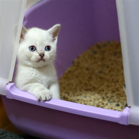 고양이 배변 훈련 방법 A To Z 비마이펫 라이프