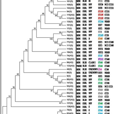 maximum likelihood tree constructed using mega 7 0 on the basis of the